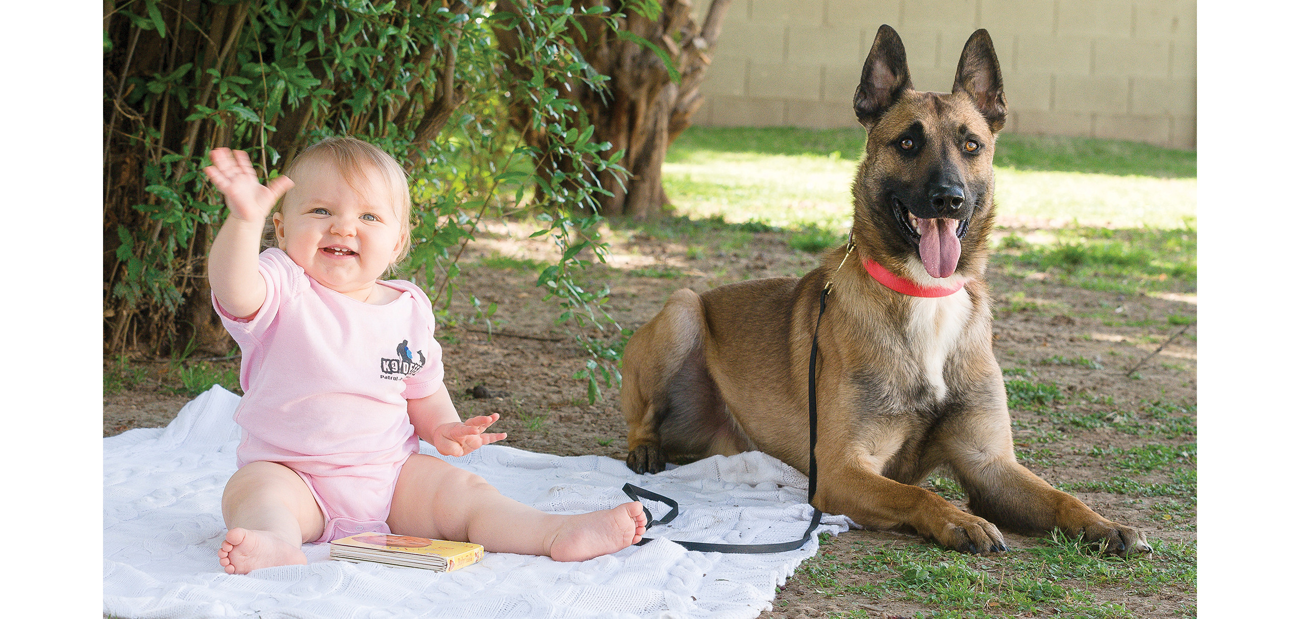 The Personal Protection Dog: A Guaranteed ROI - Highline Autos - Your ...